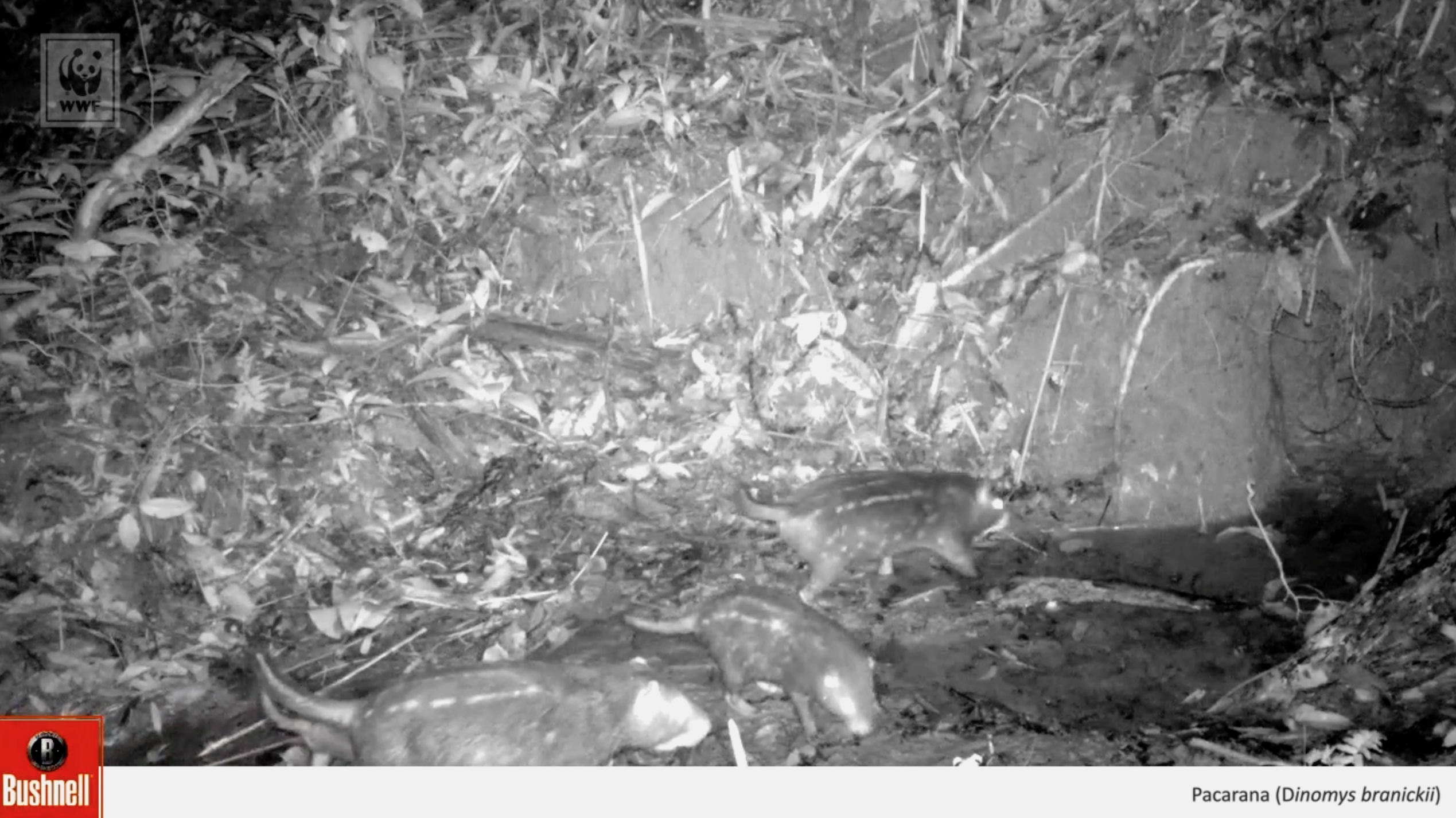 Rare species seen for the first time in Chico Mendes Reserve in Brazil ...