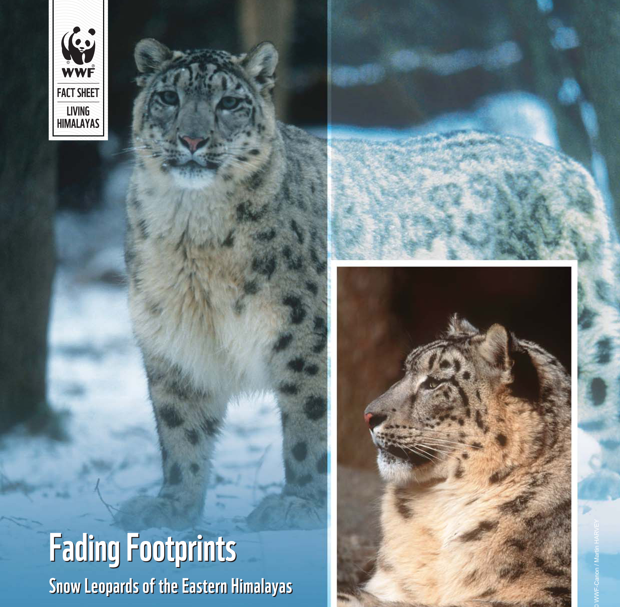 Fading Footprints | WWF