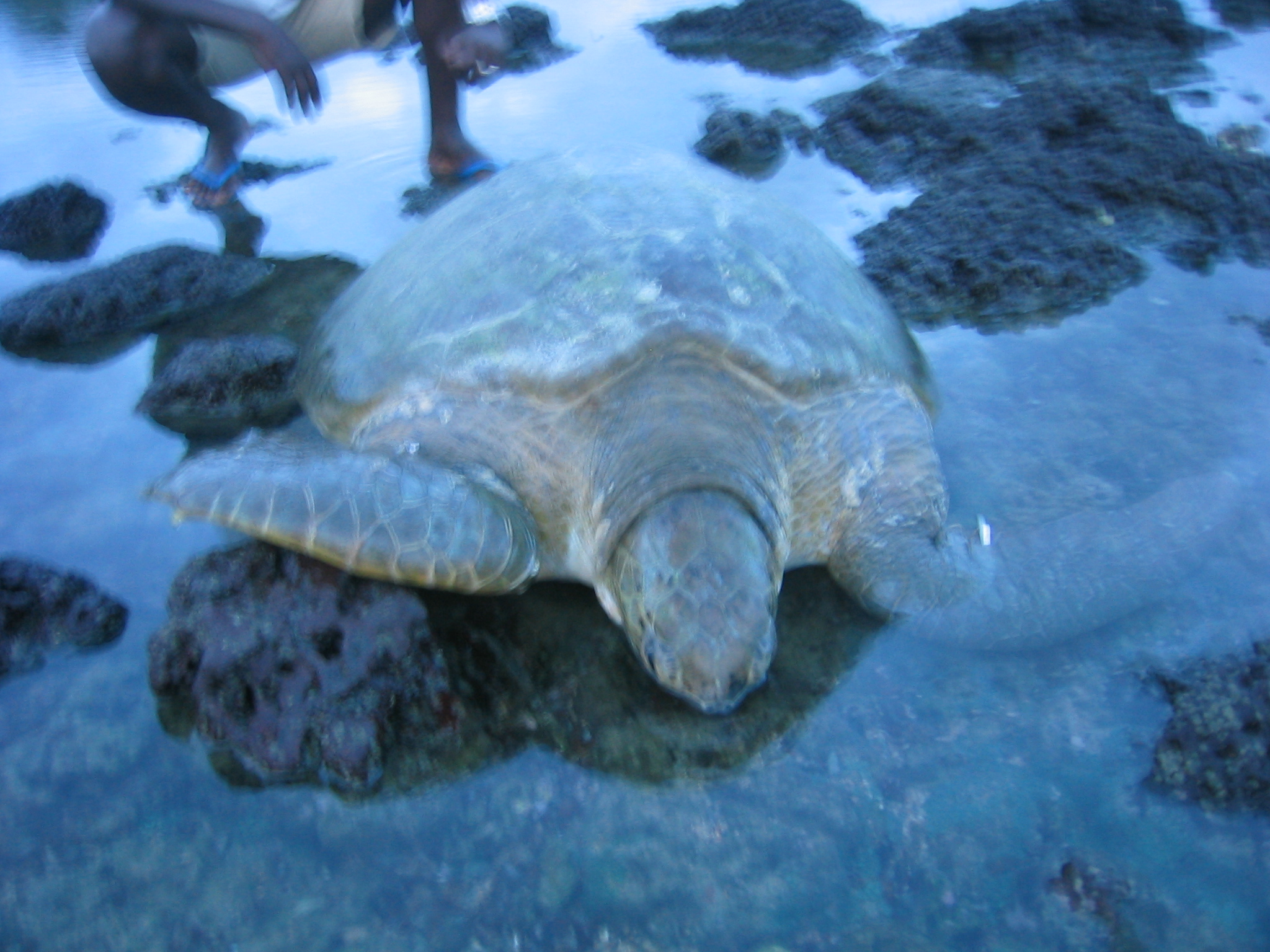 WWF urges West Africa to implement its marine turtle conservation plan ...