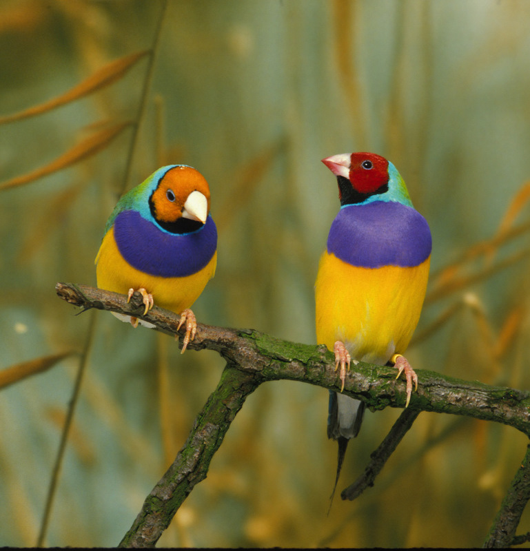 Australia neglecting protection of wildlife habitat | WWF