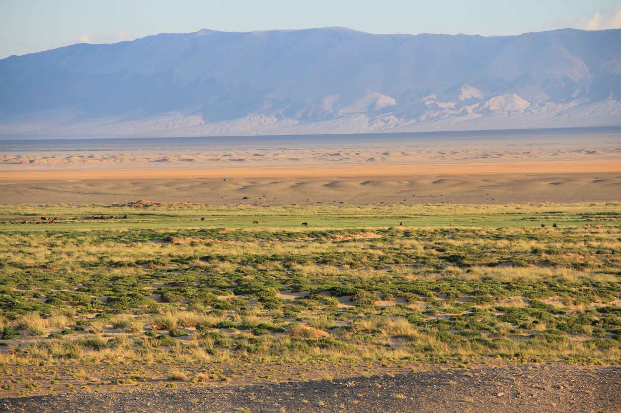 Pastureland management programme is being successfully implemented | WWF