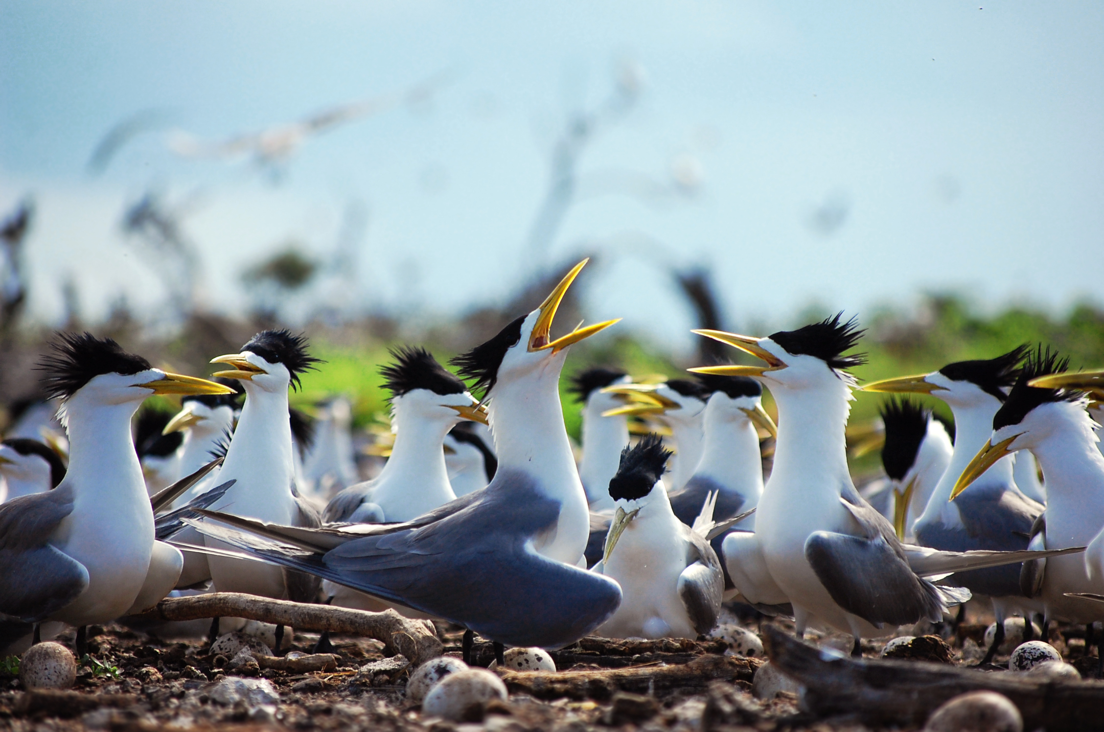 Seabird sanctuary: on the wings of change | WWF