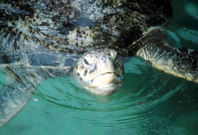 Protecting marine turtles in Fiji | WWF