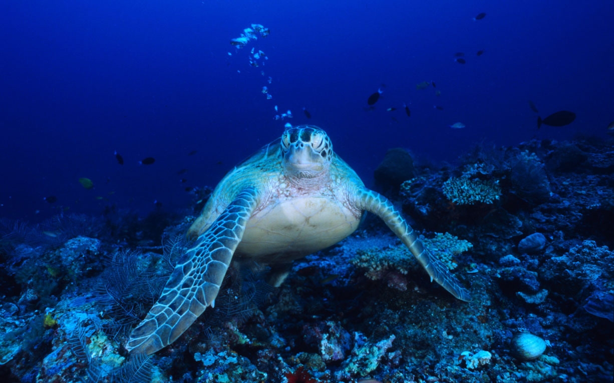 IAC: 10 Years of Marine Turtle Protection in the Americas | WWF