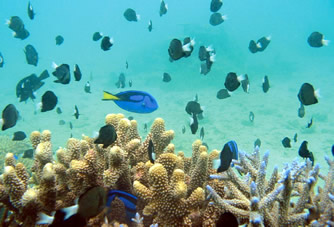 Fiji's Great Sea Reef: The first marine biodiversity survey | WWF