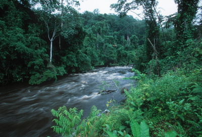 GABON - Protection of 600,000 hectare Minkebe rainforest | WWF