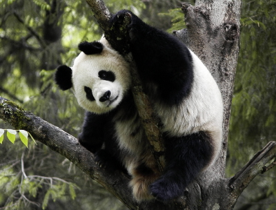CHINA - Giant panda protection network | WWF