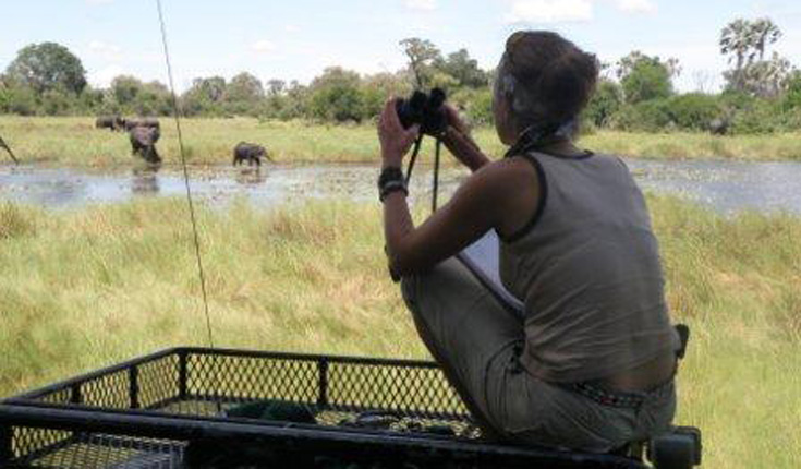 Elephant crisis - what poaching does to animals, environments and ...