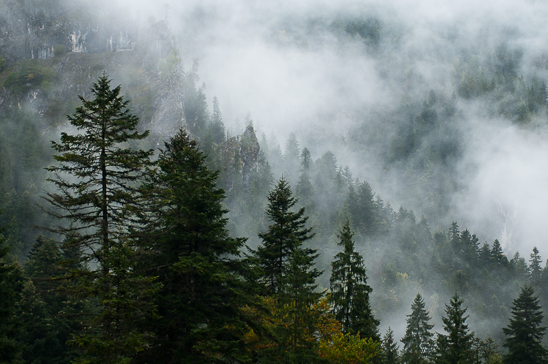 Forest Act amendments would legalise exploitation of Romanian forests | WWF