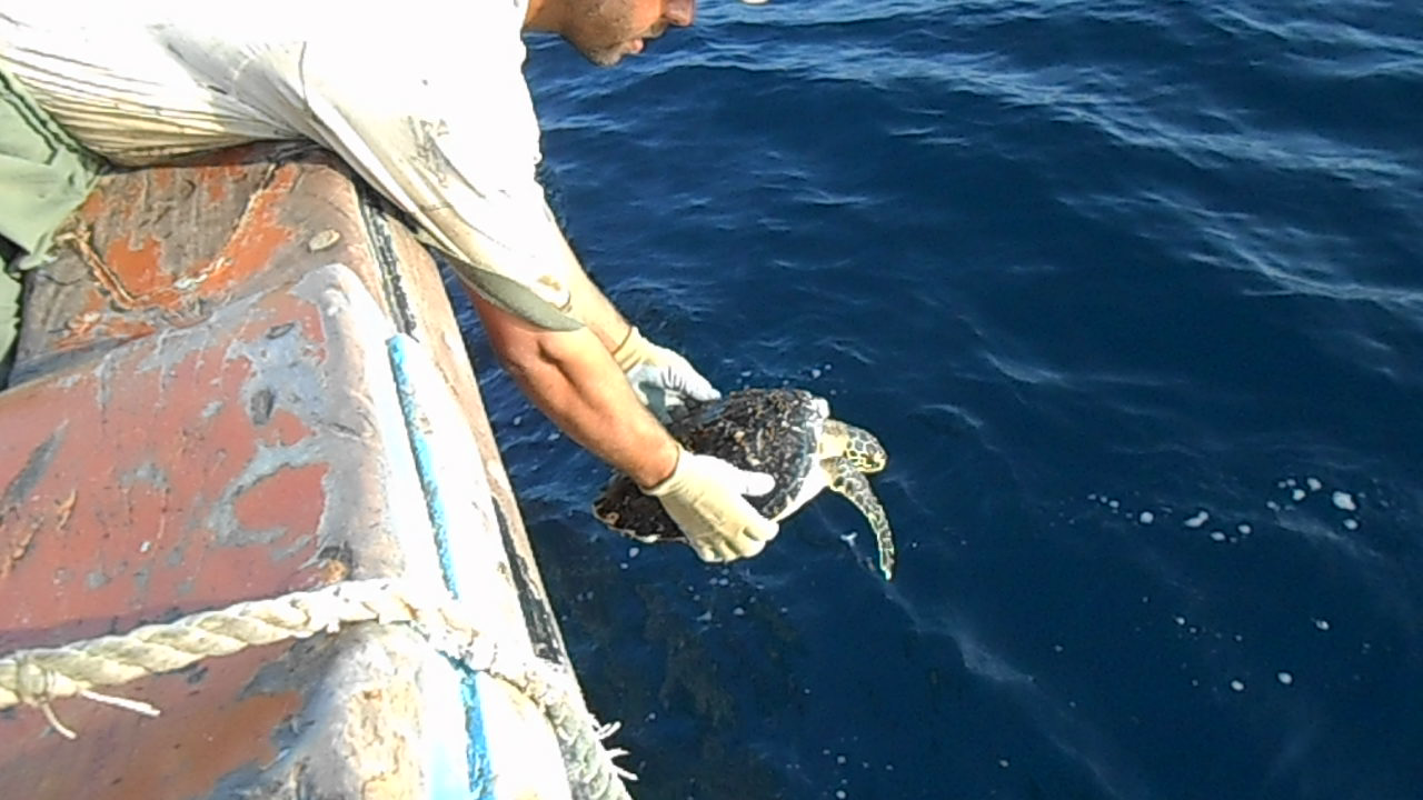 WWF records authentic occurrence of Hawksbill turtle in Pakistan | WWF