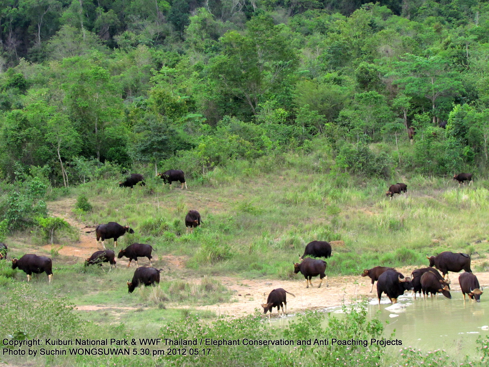 Wild animals forage in full flocks due to food source rehabilitation ...