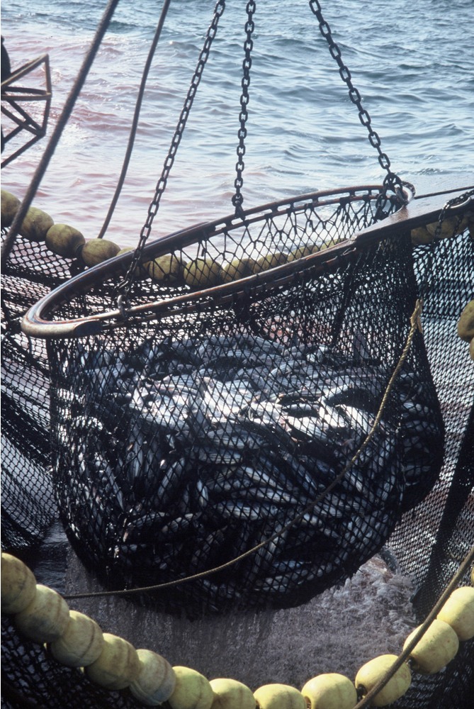 Skipjack - The Rapid Breeder | WWF