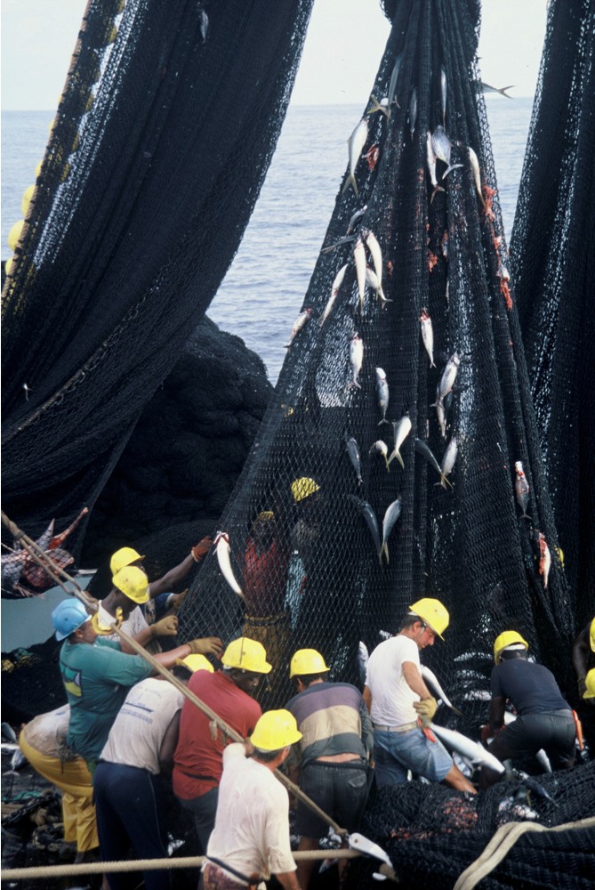 Skipjack - The Rapid Breeder | WWF