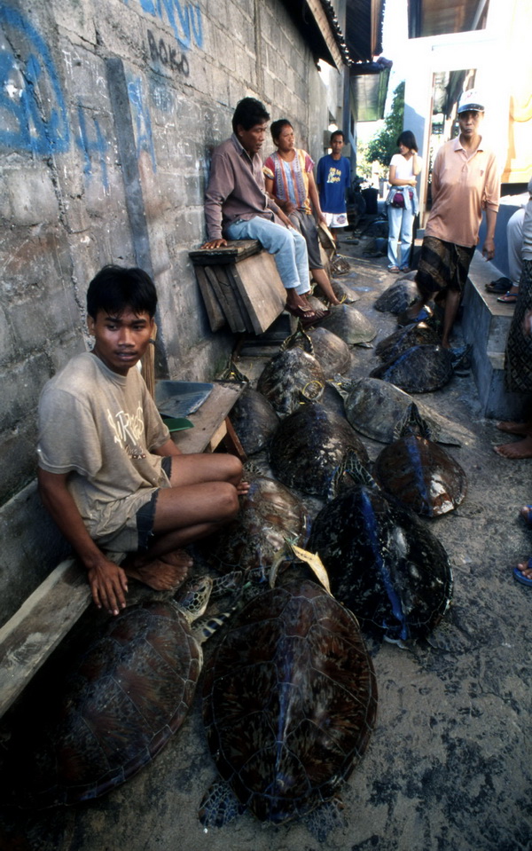 Indonesia, Malaysia, Philippines and Viet Nam join forces to crack down ...