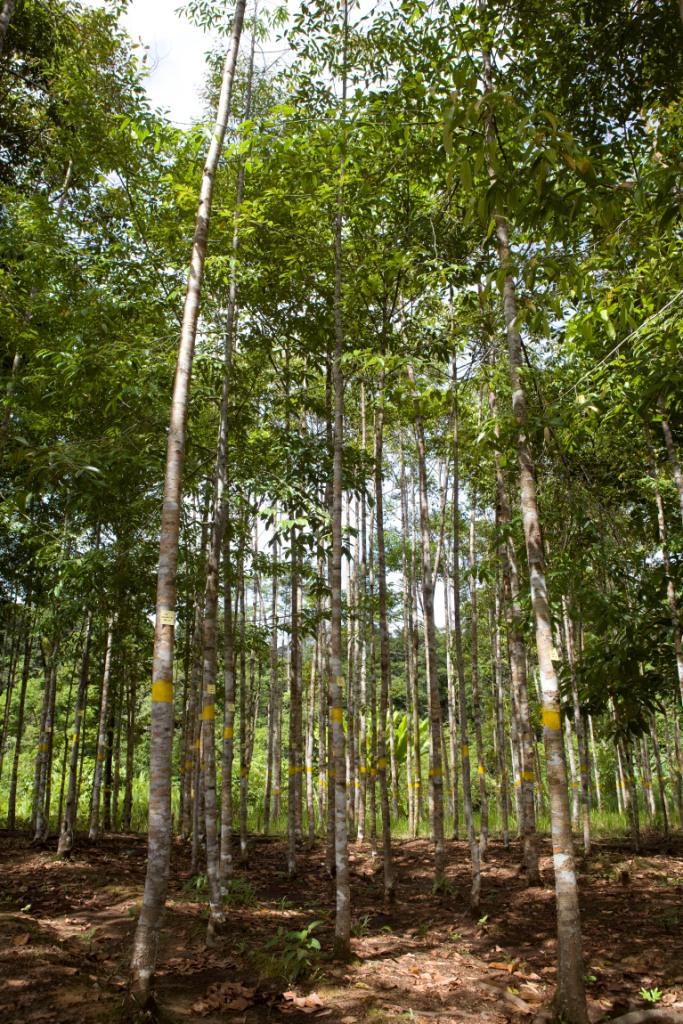 Cooperation Delivers Forest Conservation in the Heart of Borneo | WWF