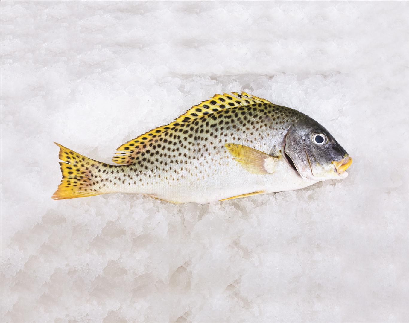 ‘Go Green’ with tasty fish options this Ramadan | WWF