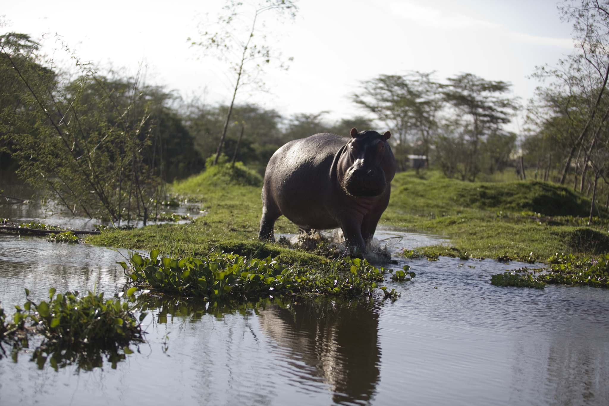 Lake Naivasha Basin On a Watershed | WWF