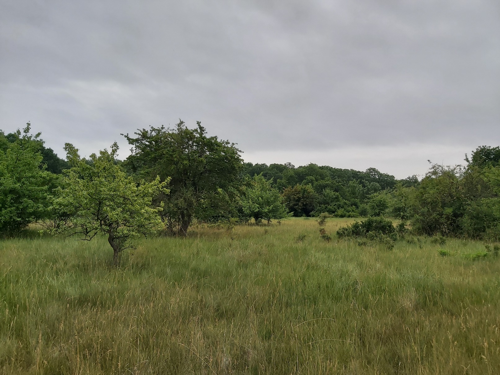 Two Huge Wins for Hungarian Forests and Nature Conservation | WWF