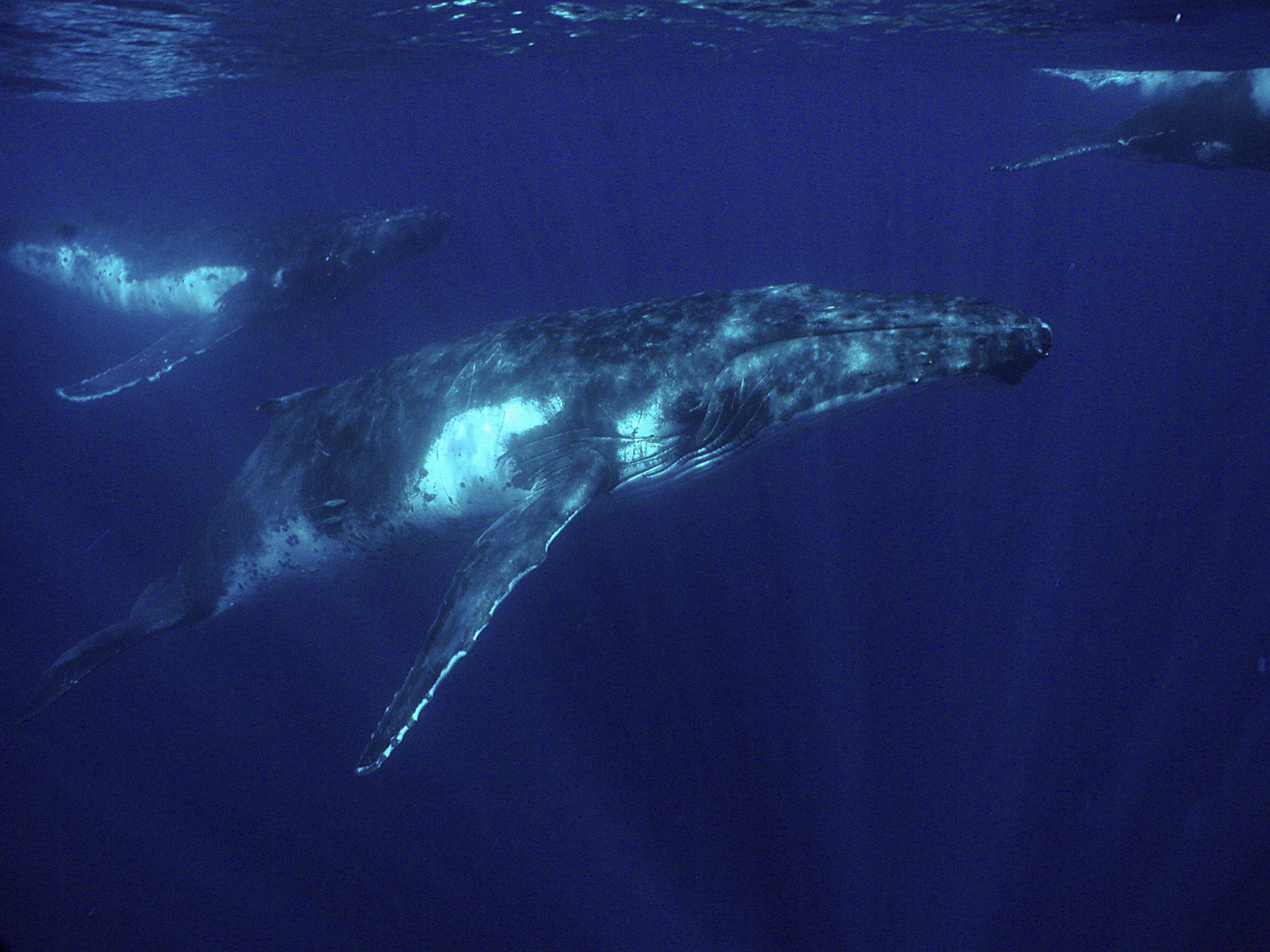 WWF: Entry into force of the High Seas Treaty ushers in a new era of ...