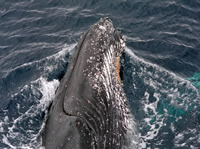 Whale Conservation ::: Two southern American countries join forces to ...