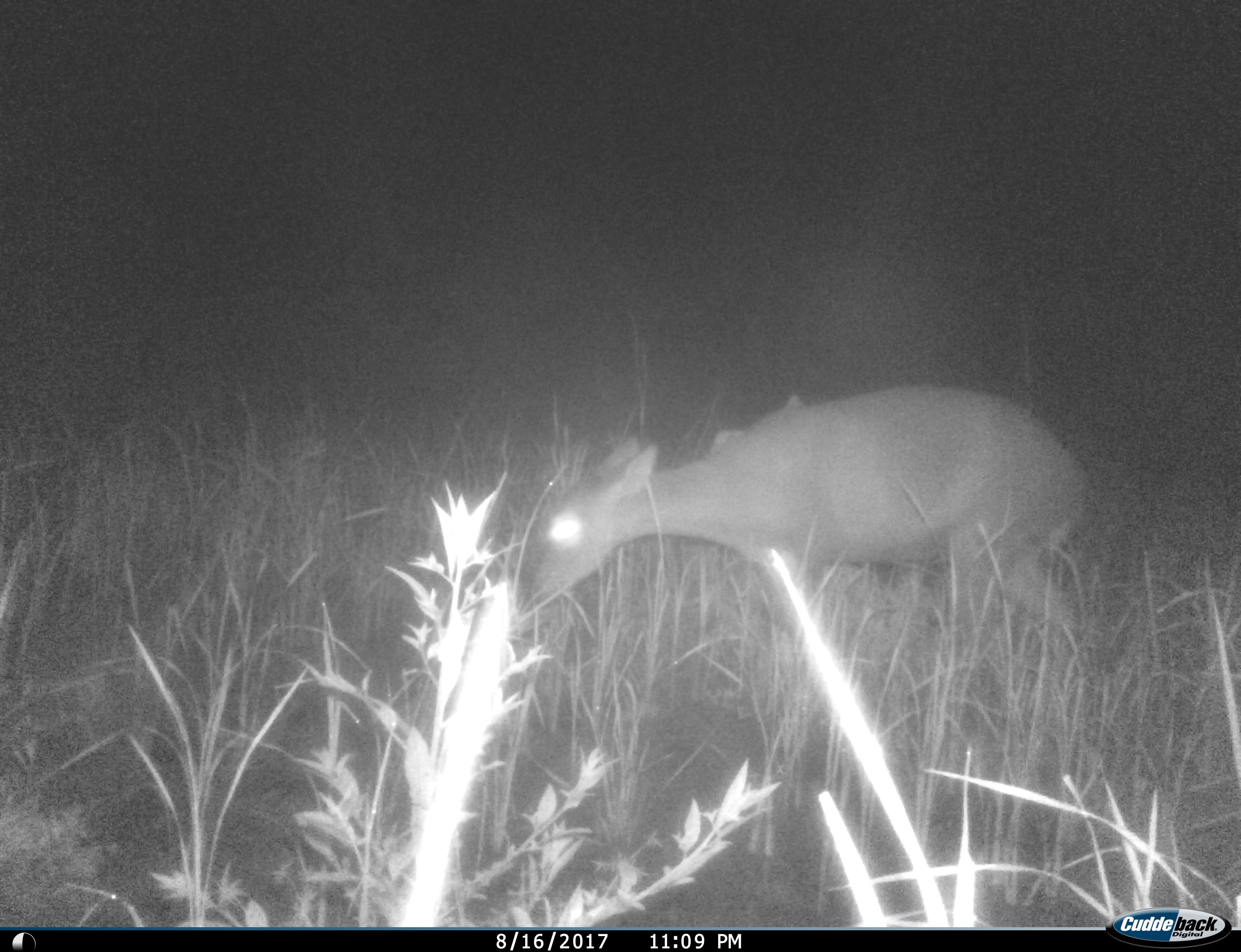 Endangered Hog Deer Captured on Camera Trap for the First Time in a ...