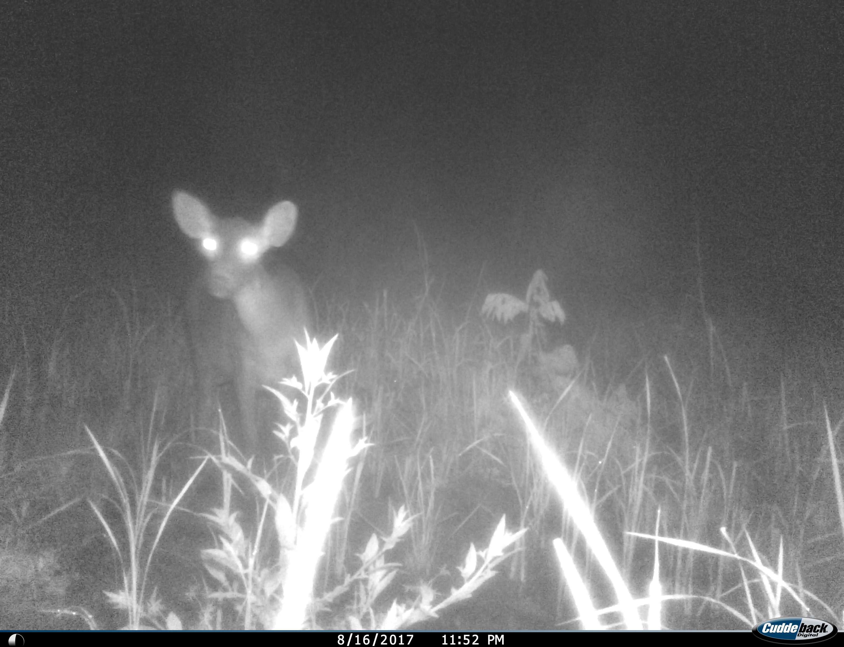 Endangered Hog Deer captured on camera trap for the first time in a ...