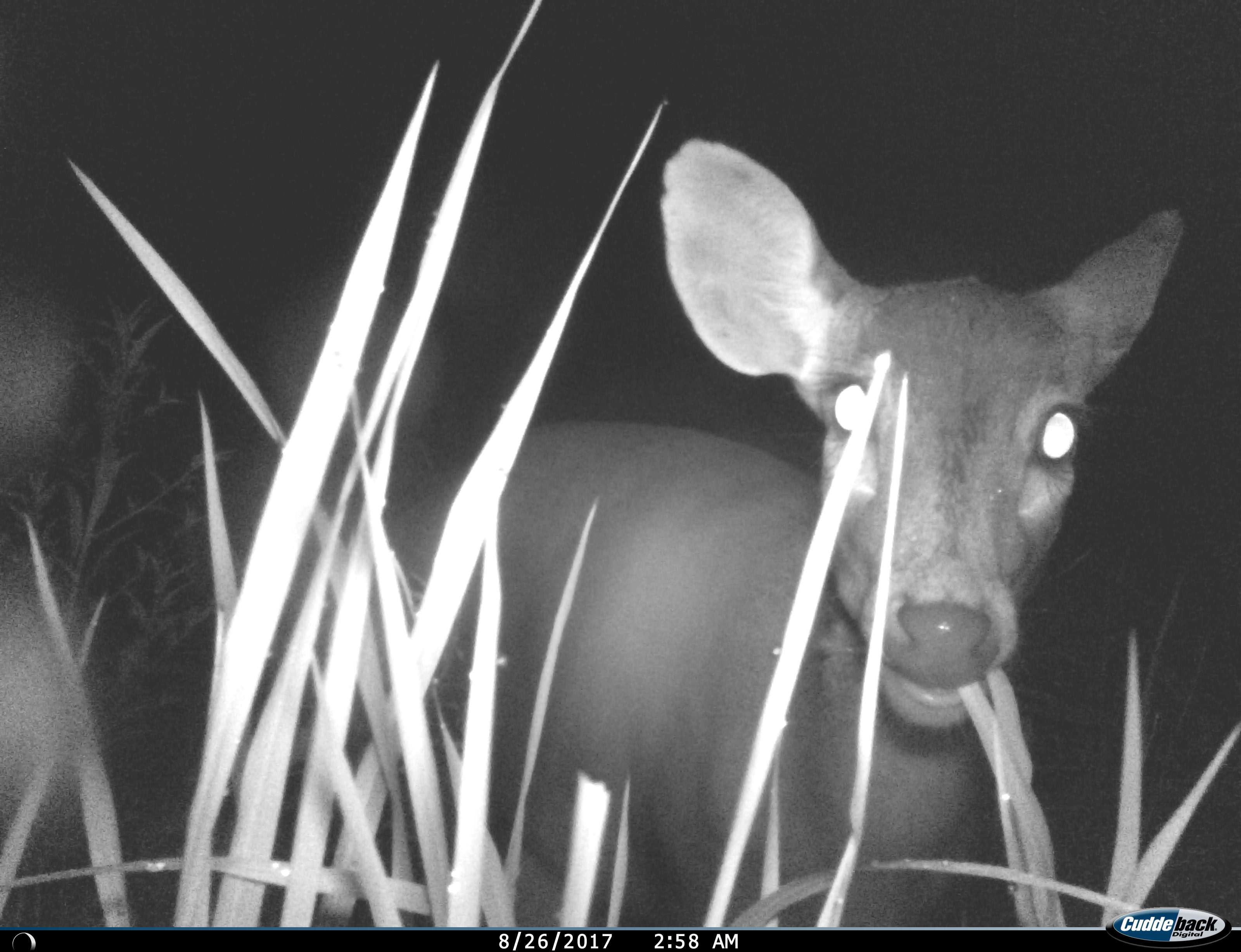 Endangered Hog Deer Captured on Camera Trap for the First Time in a ...