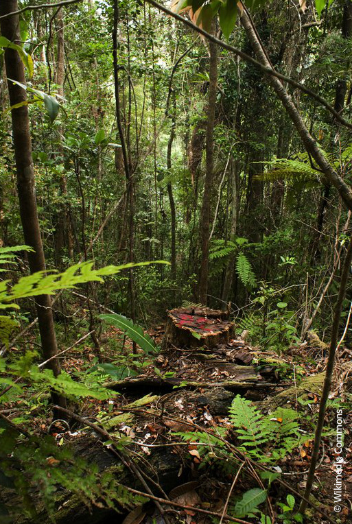 Madagascar exhorté à mettre fin au commerce illicite de bois de rose et ...