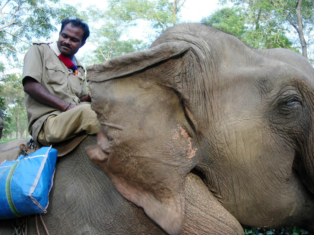 Lines of defense: Elephant protection in India’s North Bank Landscape | WWF