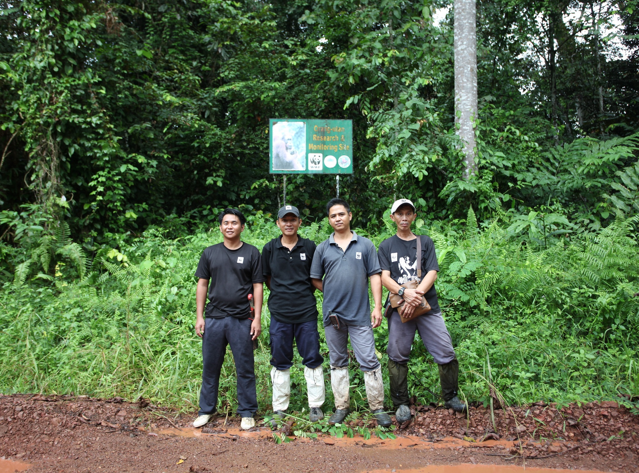 Bukit Piton: A Case of Reforestation Success | WWF