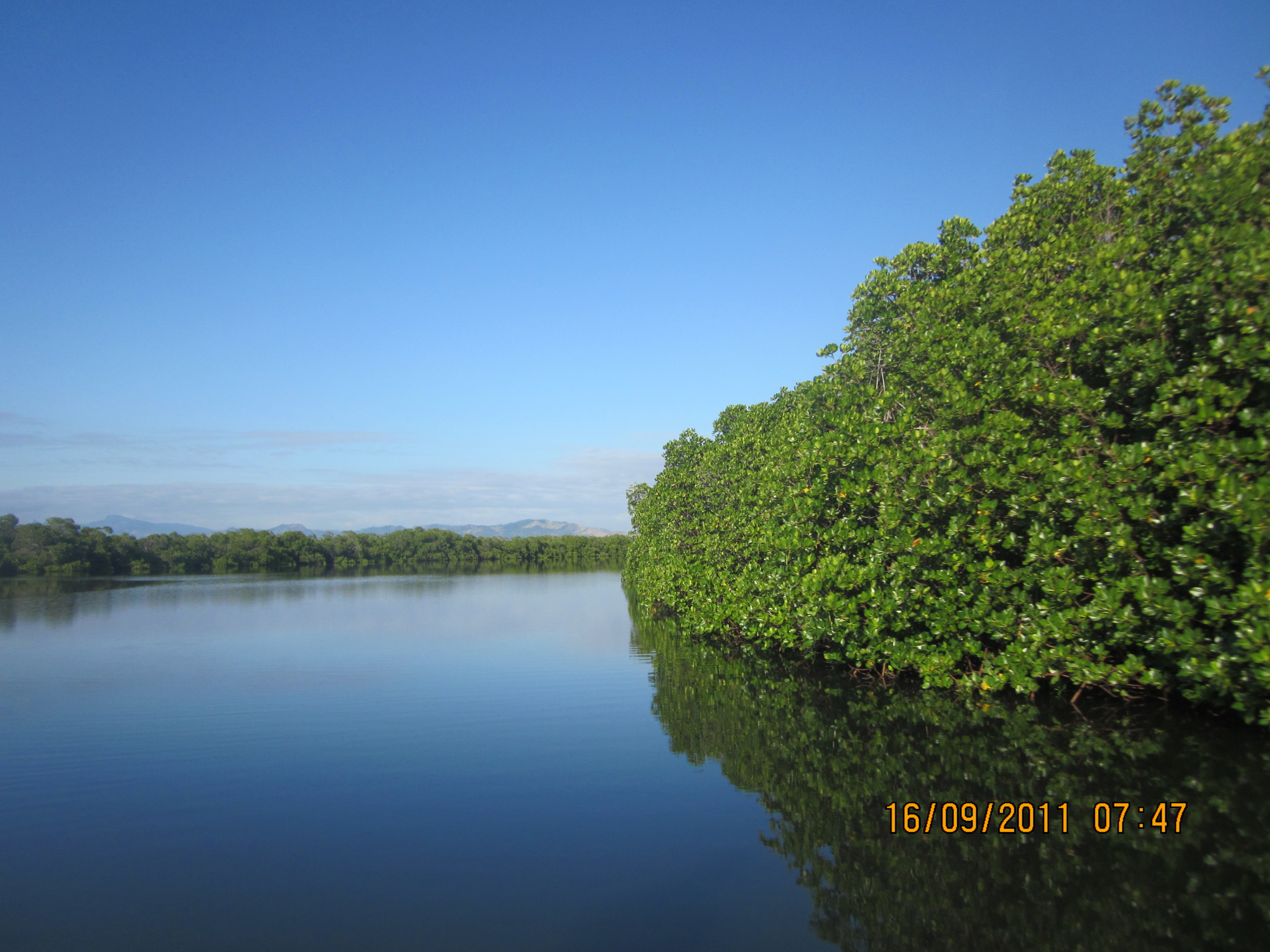 Field Blog: Mangrove survey, day 10 | WWF