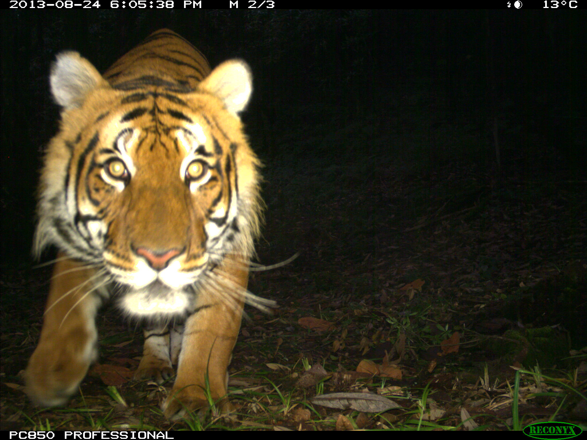 The custodians of Tigers | WWF