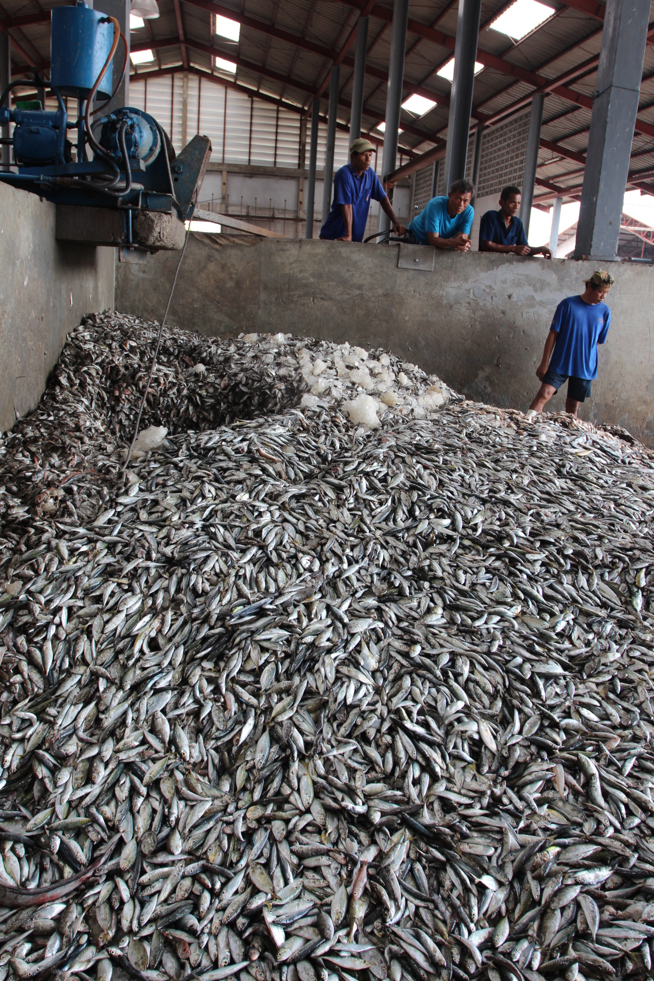 MTI THAILAND: WILD-CAUGHT SEAFOOD: FISHMEAL: THE ANDAMAN TRAWL FISHERY ...