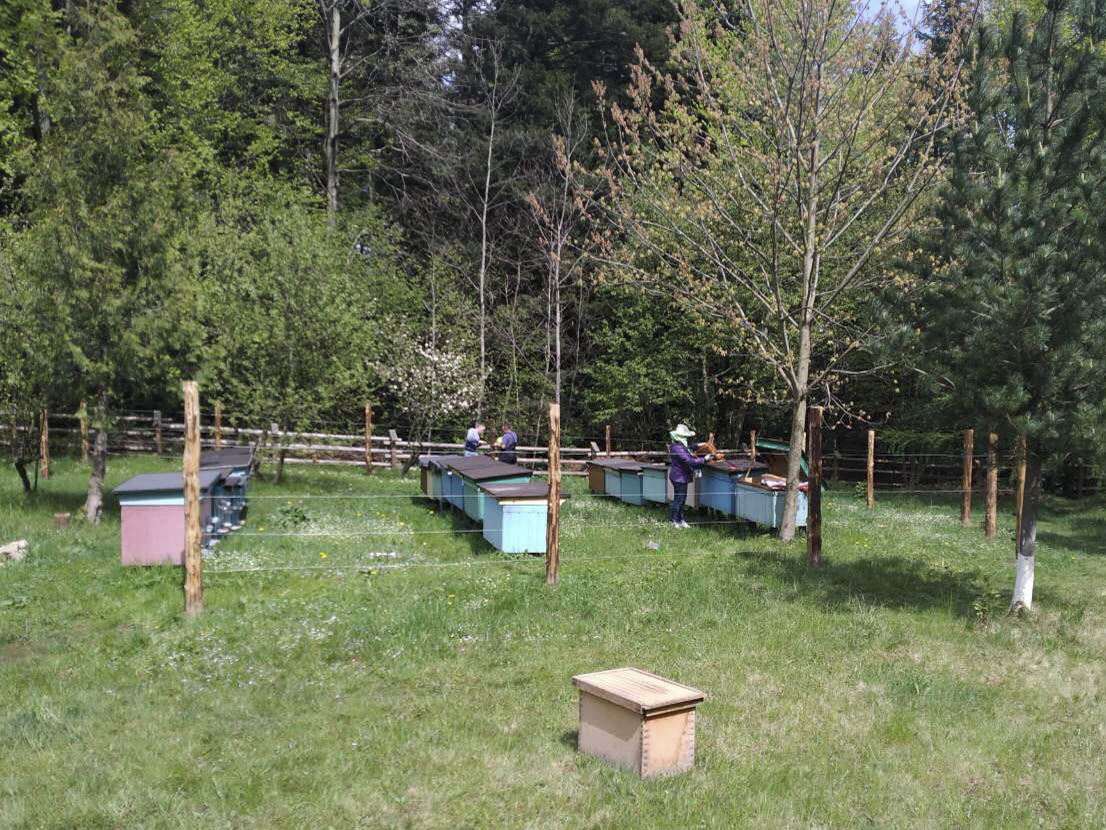 У Карпатах збільшується кількість "електропастухів" | WWF