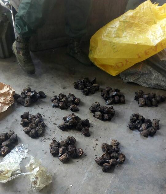 Three arrested for trafficking ivory tusks, parrot heads and pangolin ...