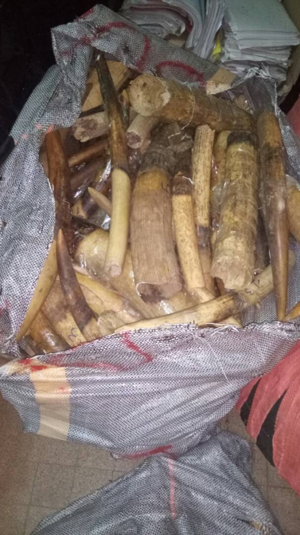 Three arrested for trafficking ivory tusks, parrot heads and pangolin ...