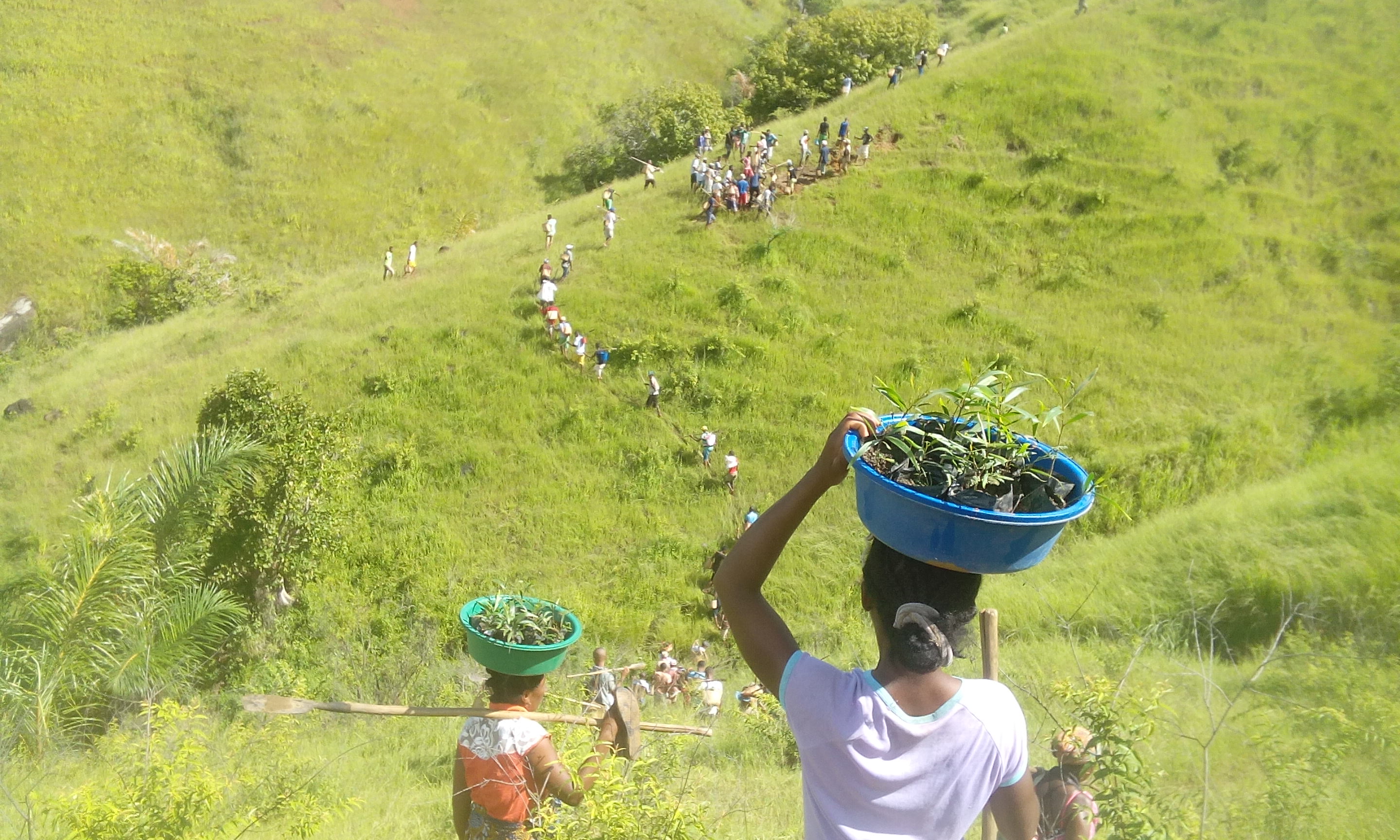 Nearly 200 000 trees planted in COMATSA reforestation campaign | WWF