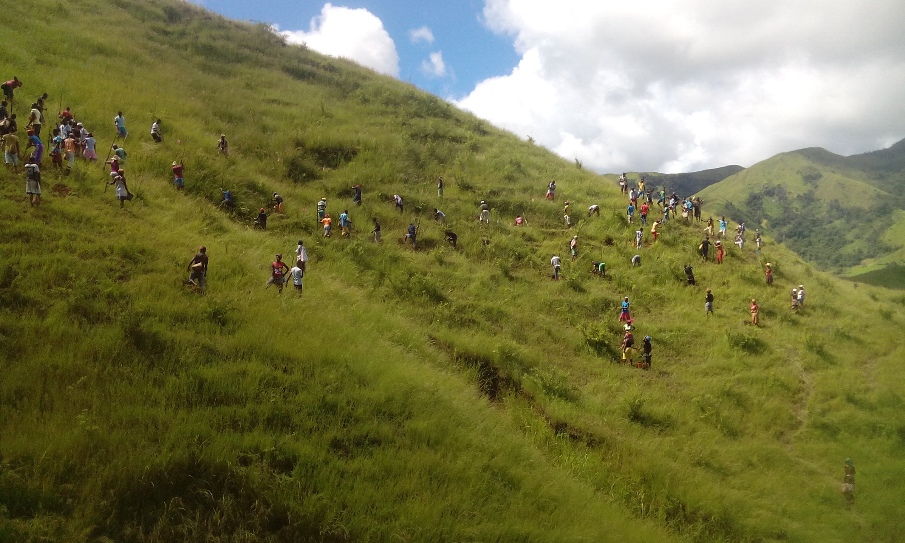 Nearly 200 000 trees planted in COMATSA reforestation campaign | WWF