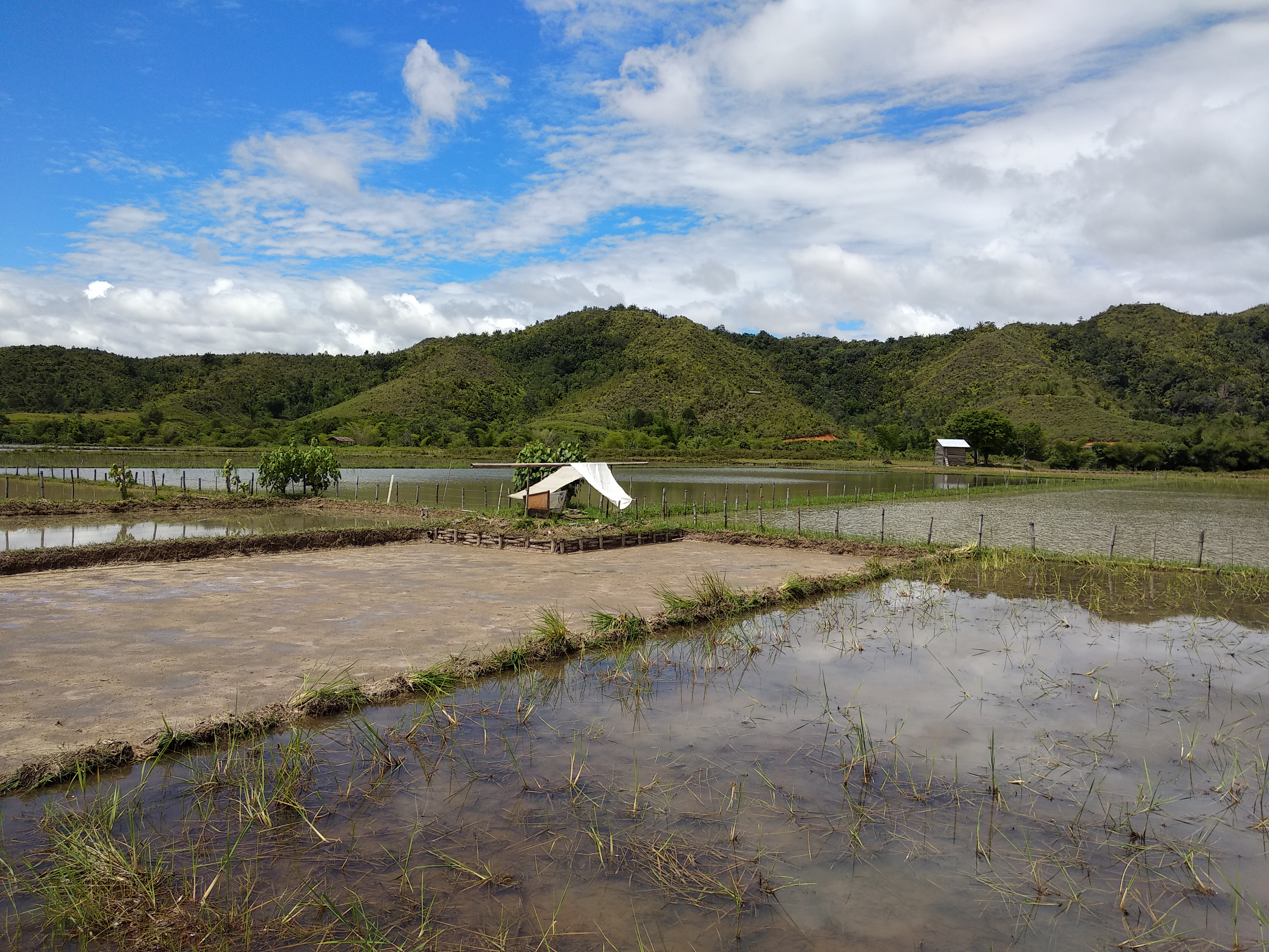 Celebrating biodiversity and wise foodways in the Krayan Highlands | WWF