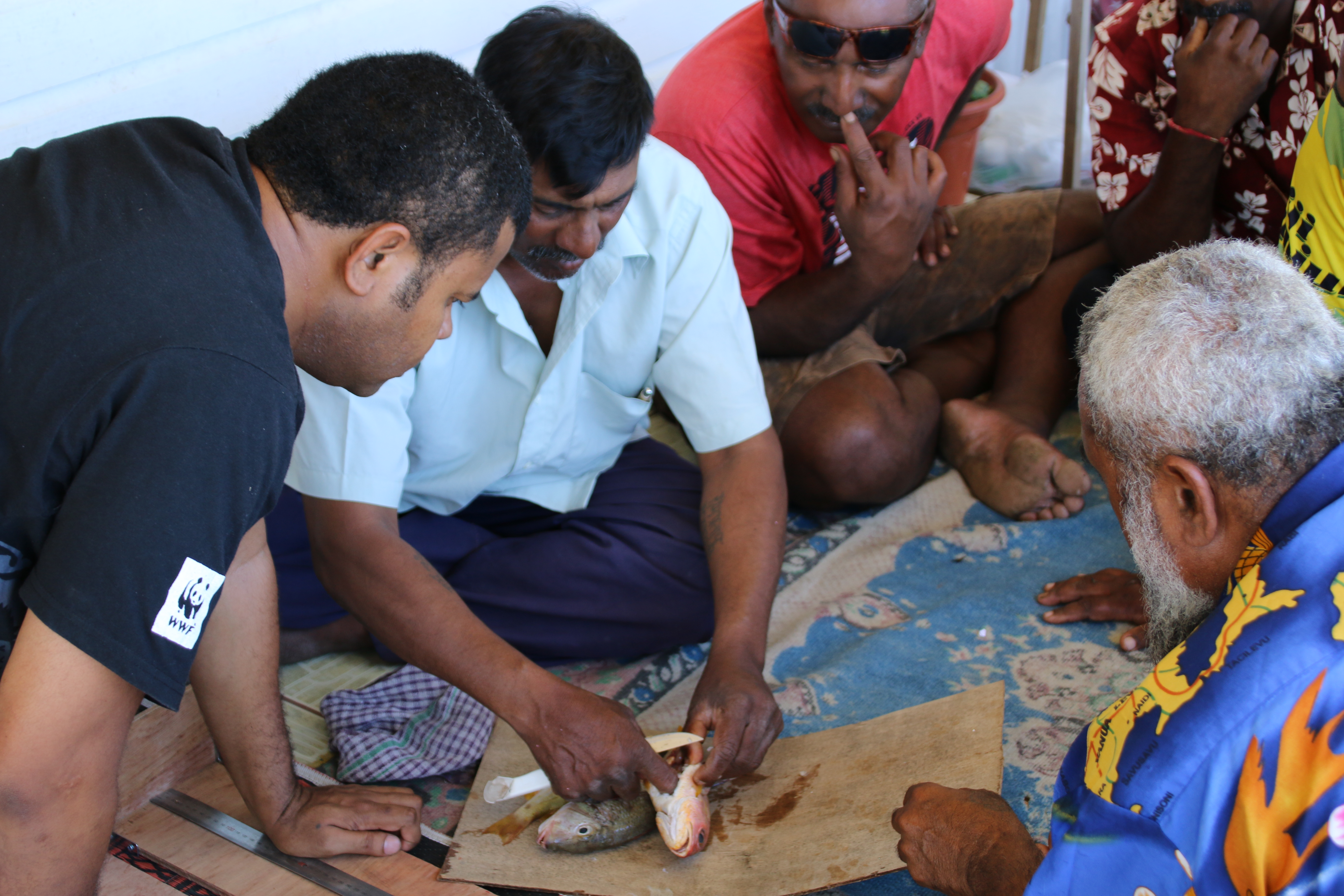 Tavua fishing communities commence on fish data collection | WWF