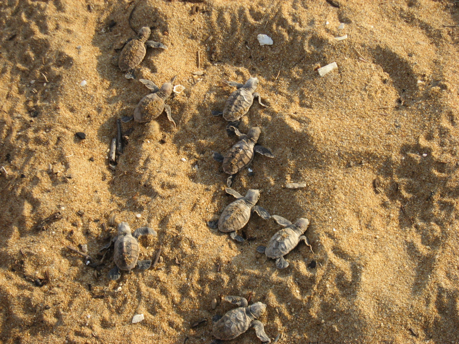 Volunteers support hawksbill turtle conservation in Melaka, Malaysia | WWF