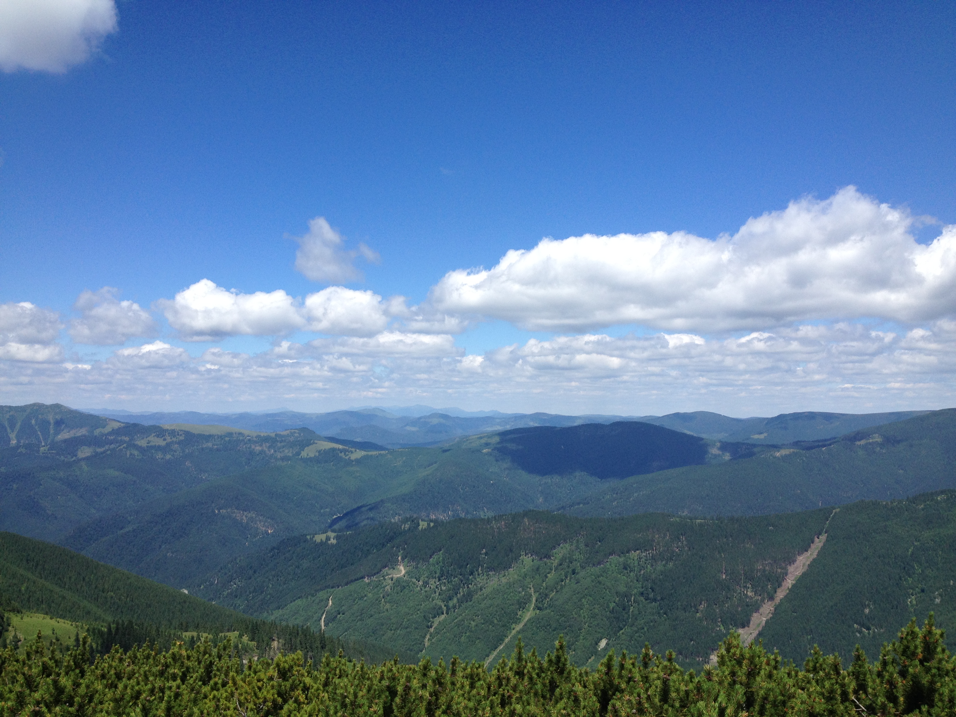 Forests of Maramures in Romania offer almost 30 mln EUR worth of ...