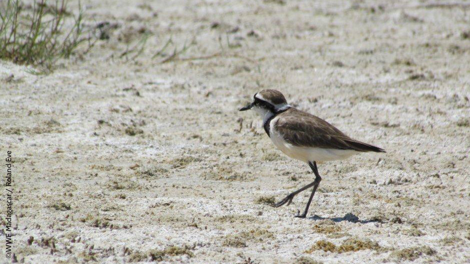 Protected wetlands: A 10th Ramsar site for Madagascar | WWF