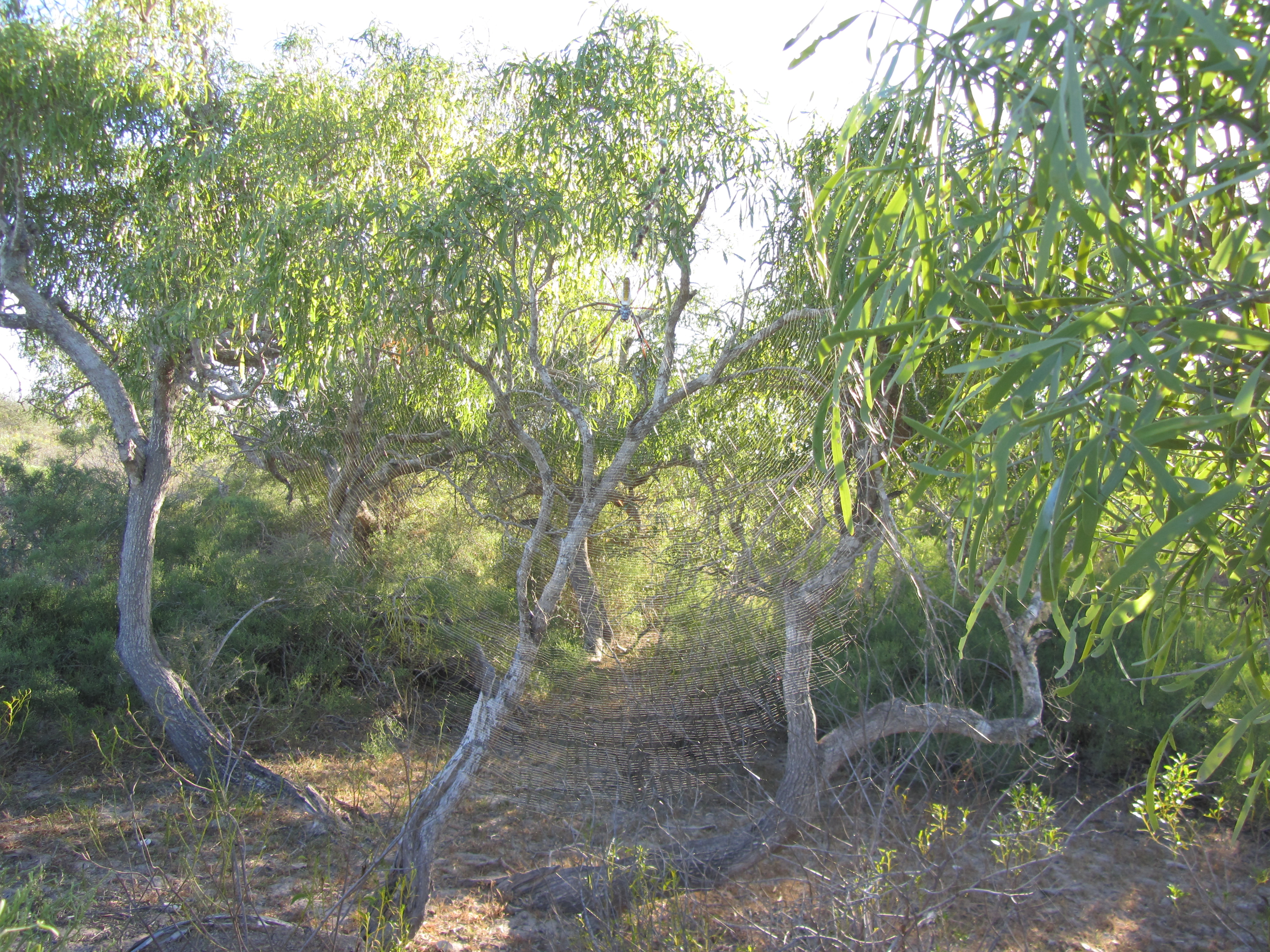 Exploration of the spiny forest | WWF