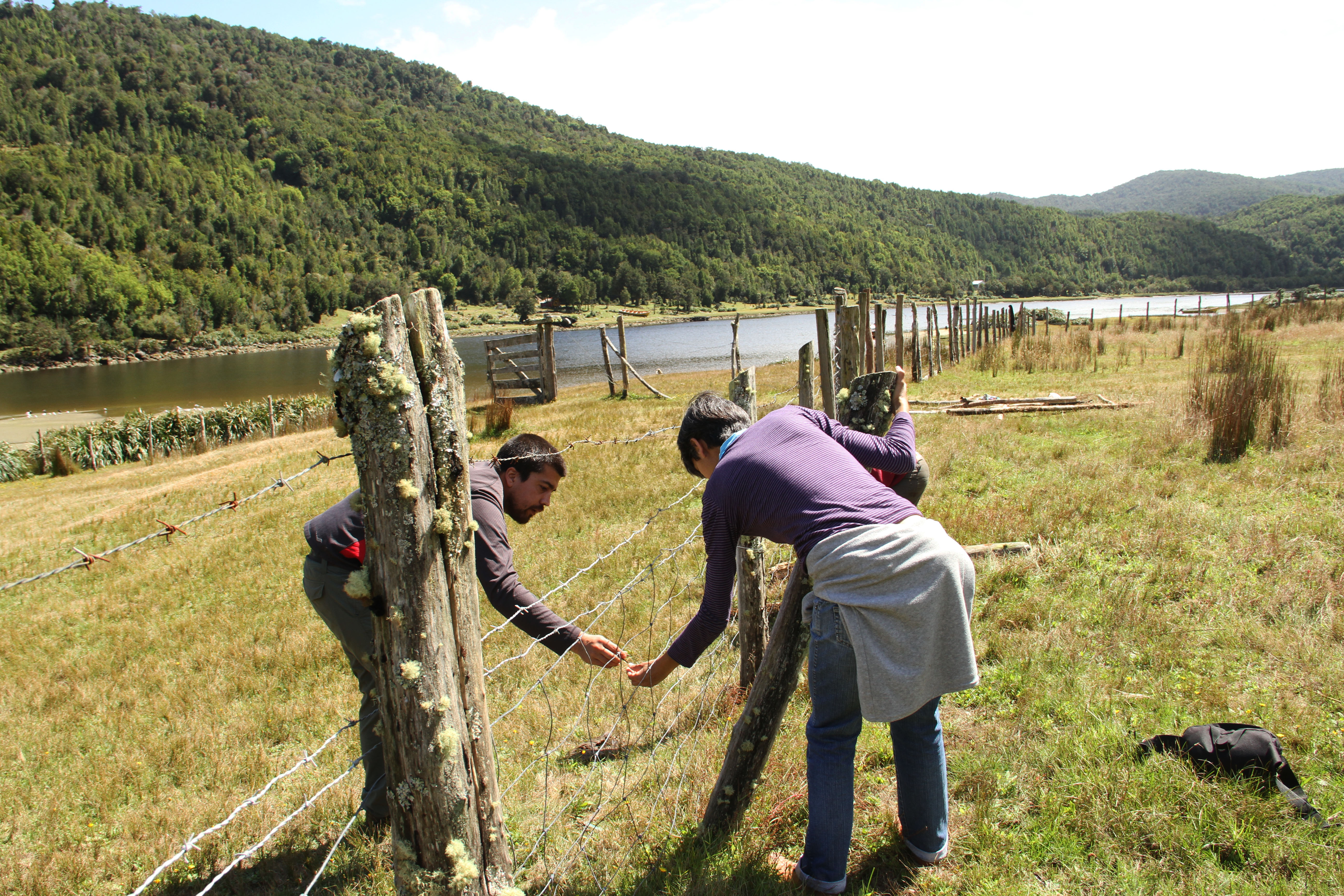 Territorio Mapu Lahual invita a caminar entre senderos de alerce y ...