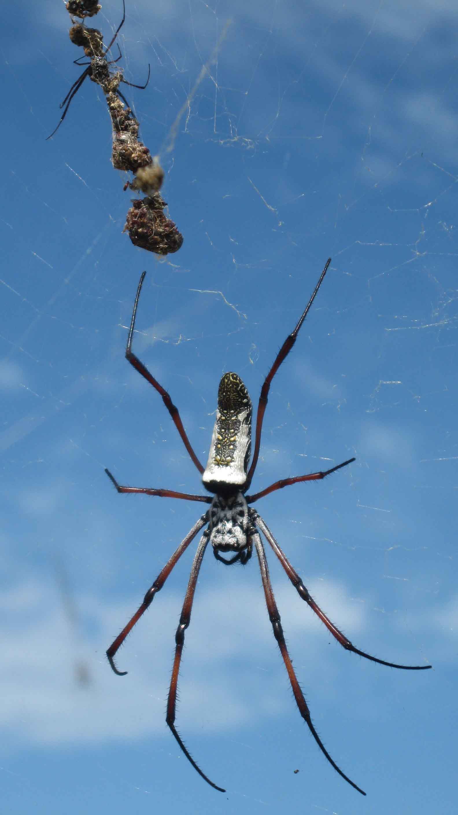 A Spider in Beheloke - What Kind of Web Should We Spin? | WWF