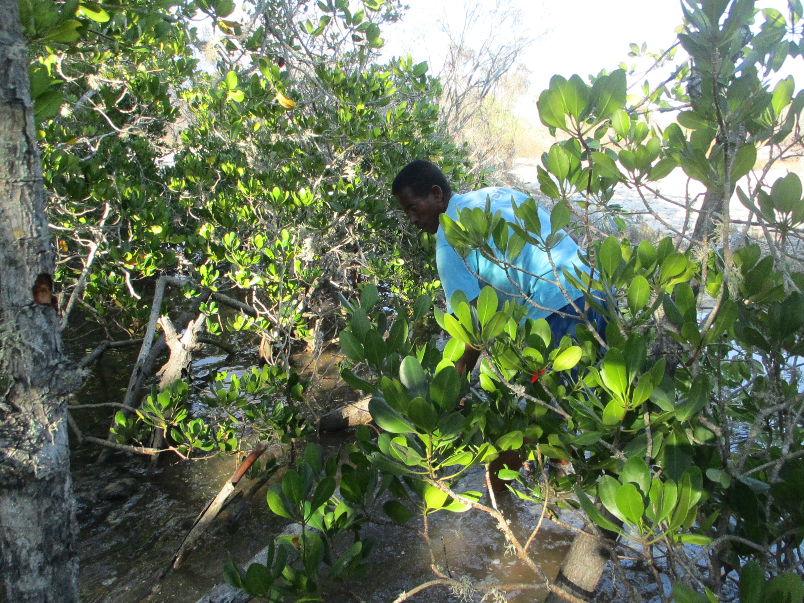 Notre avenir dépend des mangroves | WWF