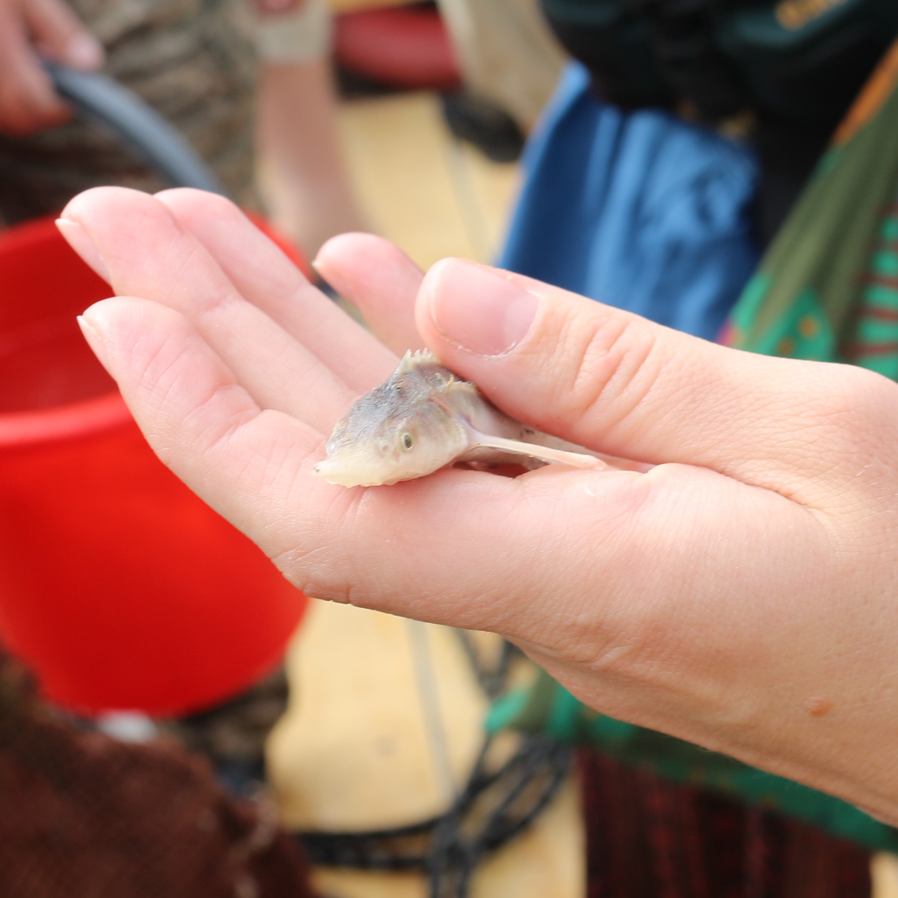 Second “Sturgeon Watchers” mission: volunteers help save Danube ...