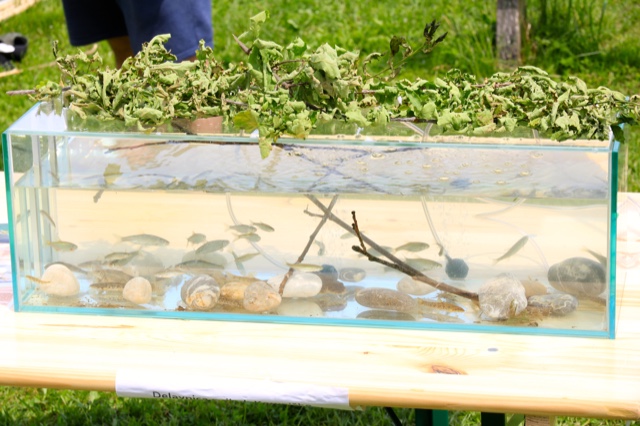 How to cross a fish pass without any water? | WWF