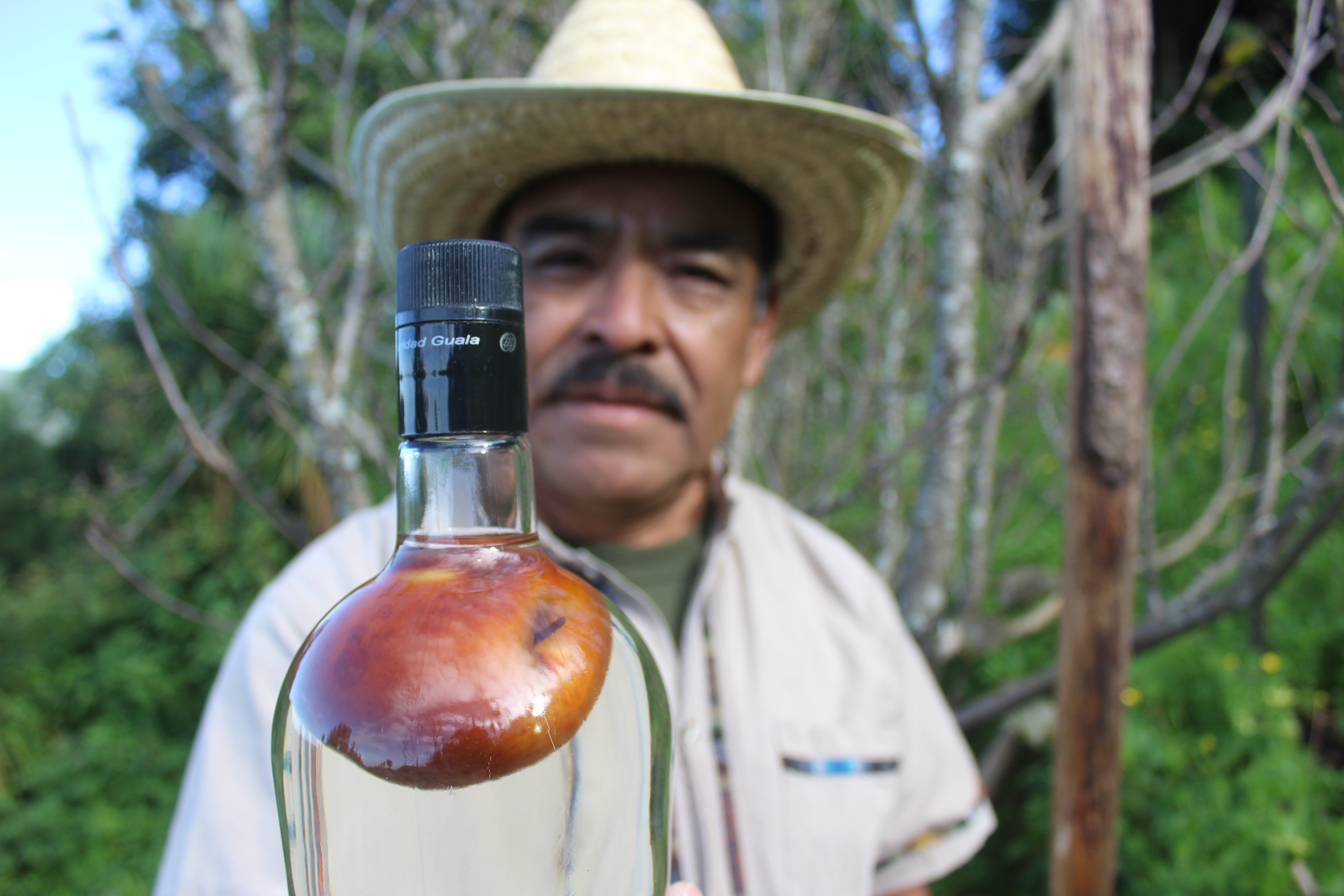 Los guardianes zapotecos del bosque | WWF